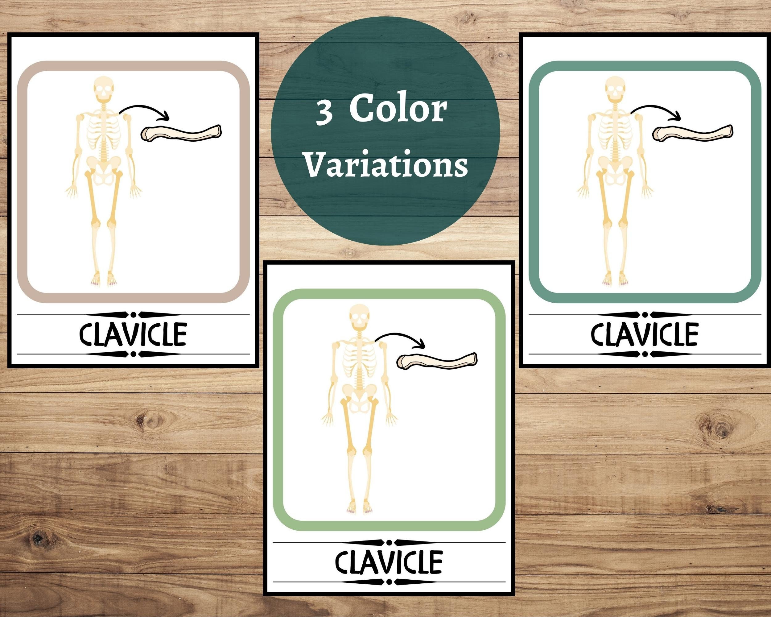 Skeleton Flash Cards, Anatomy Unit Study, Human Body Cards, Biology ...