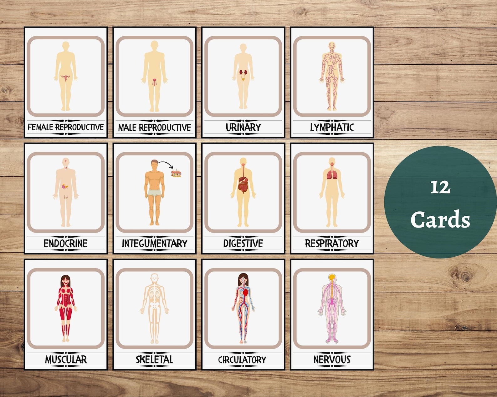 Human Body Systems Flash Cards, Human Anatomy Cards, Biology Science ...