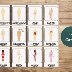 Human Body Systems Flash Cards, Human Anatomy Cards, Biology Science ...