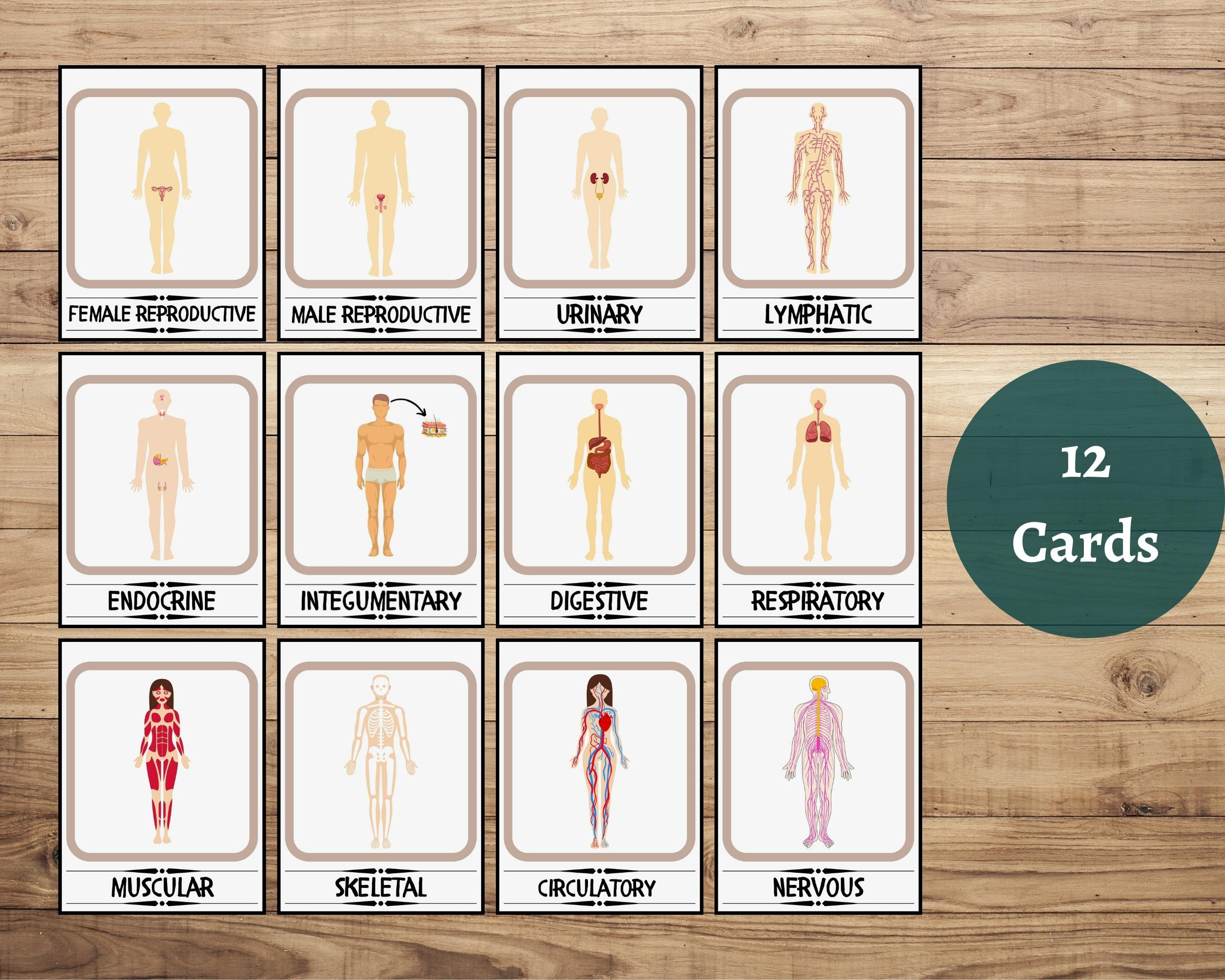 Human Body Systems Flash Cards, Human Anatomy Cards, Biology Science ...