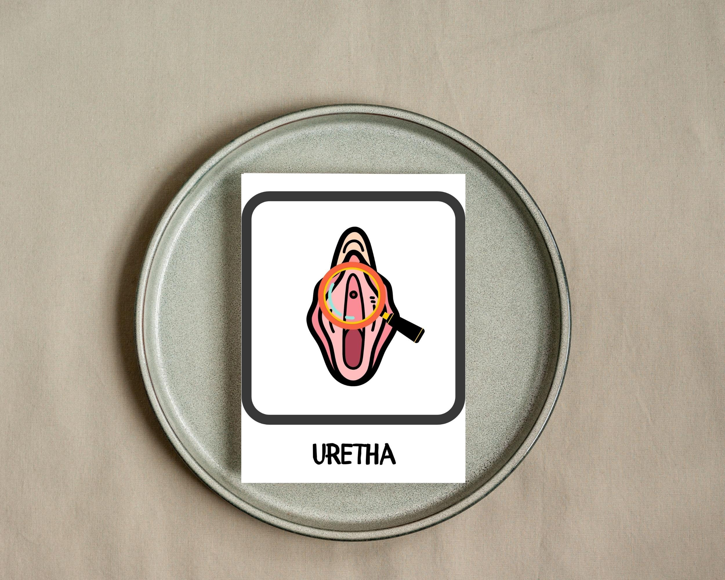 Female Reproductive System Flashcards, Female Human Anatomy Busy Book ...