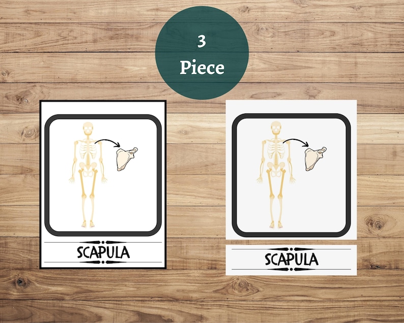 Skeleton Flash Cards, Anatomy Unit Study, Human Body Cards, Biology ...