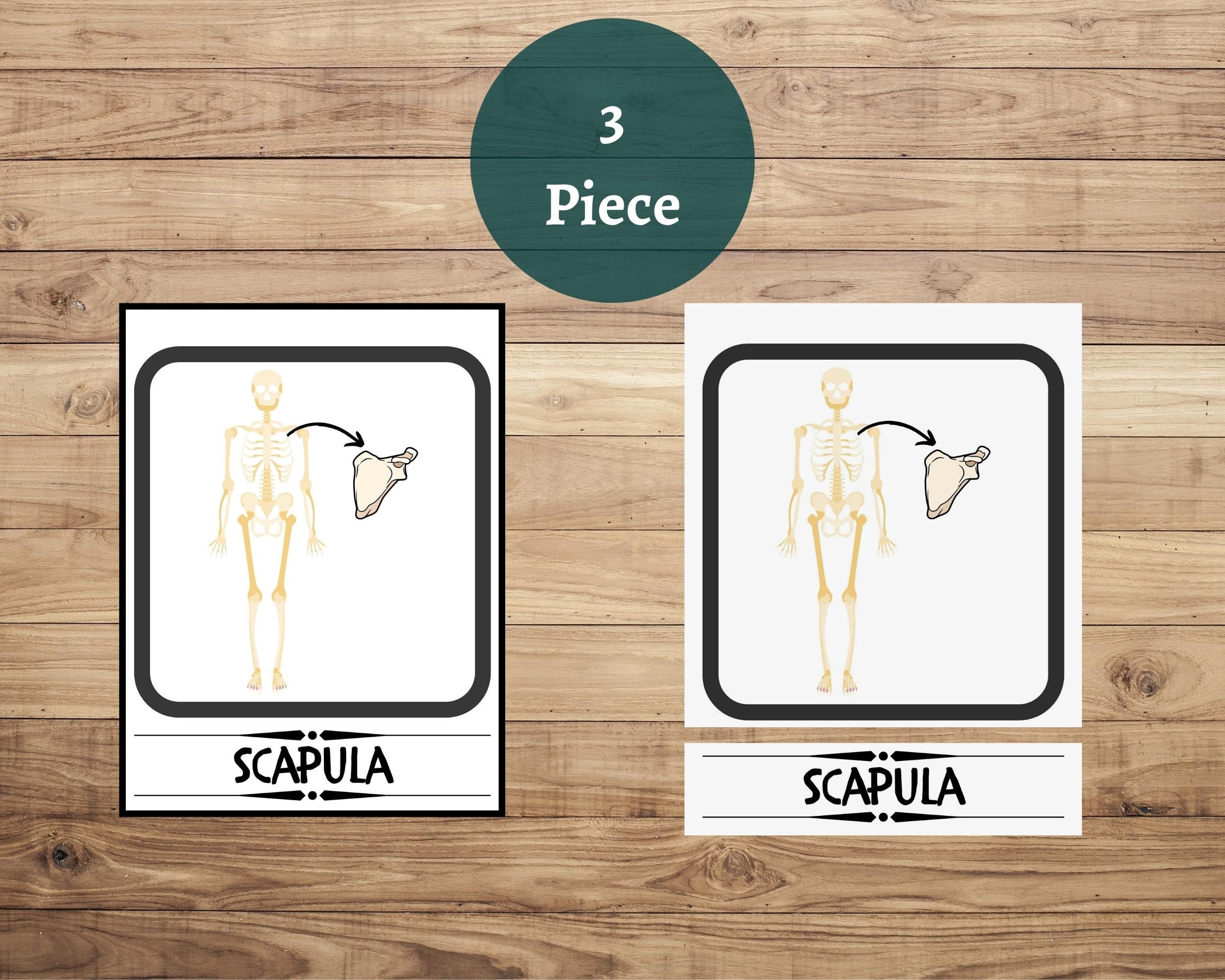 Skeleton Flash Cards, Anatomy Unit Study, Human Body Cards, Biology ...