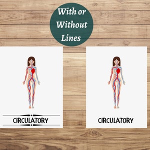 Human Body Systems Flash Cards, Human Anatomy Cards, Biology Science ...