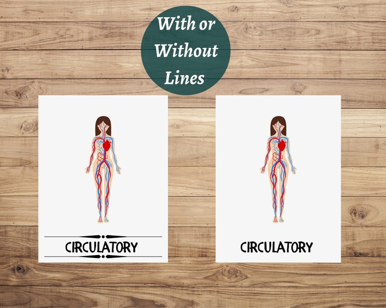 Human Body Systems Flash Cards, Human Anatomy Cards, Biology Science ...