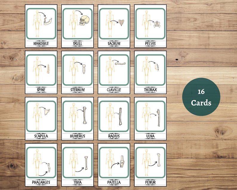 Skeleton Flash Cards, Anatomy Unit Study, Human Body Cards, Biology ...