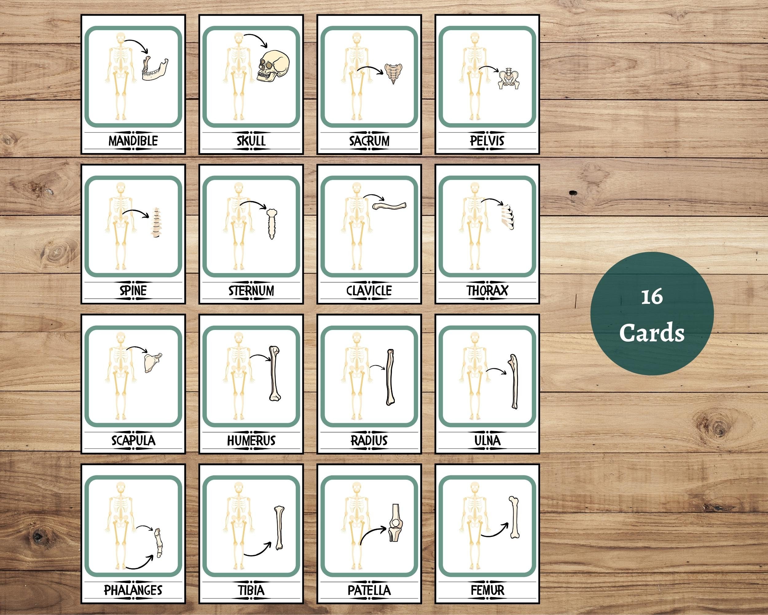 Skeleton Flash Cards, Anatomy Unit Study, Human Body Cards, Biology ...