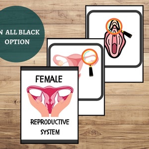 Female Reproductive System Flashcards, Female Human Anatomy Busy Book ...