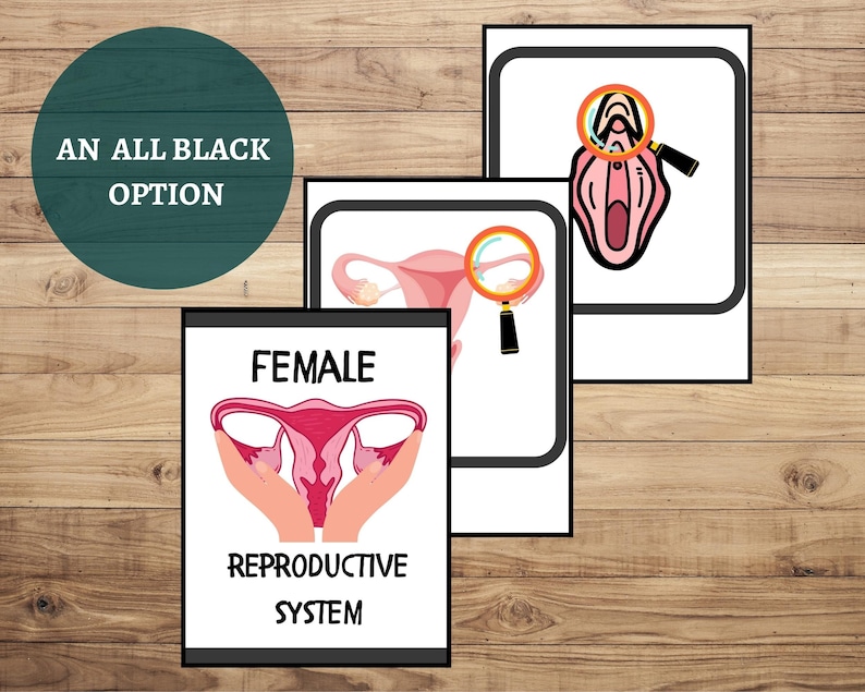 Female Reproductive System Flashcards, Female Human Anatomy Busy Book ...