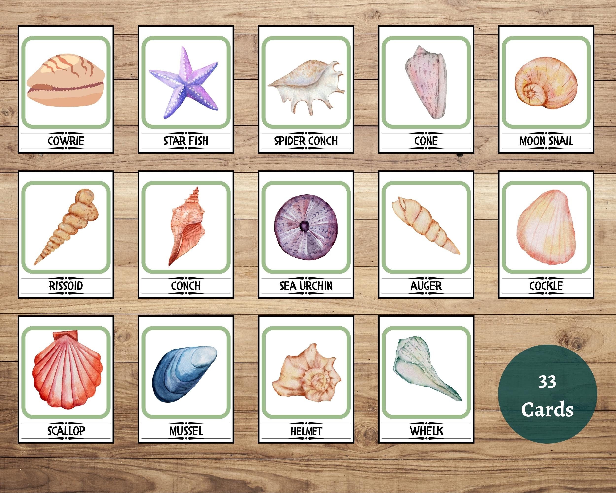 Watercolor Seashell Cards, Classroom Decor, Communication Flash Cards ...