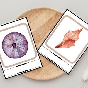 Watercolor Seashell Cards, Classroom Decor, Communication Flash Cards ...