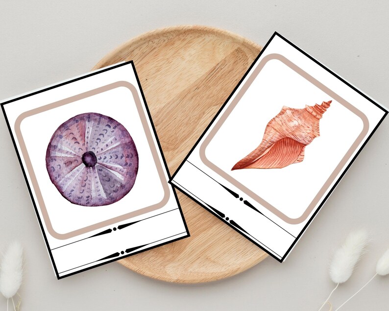 Watercolor Seashell Cards, Classroom Decor, Communication Flash Cards ...