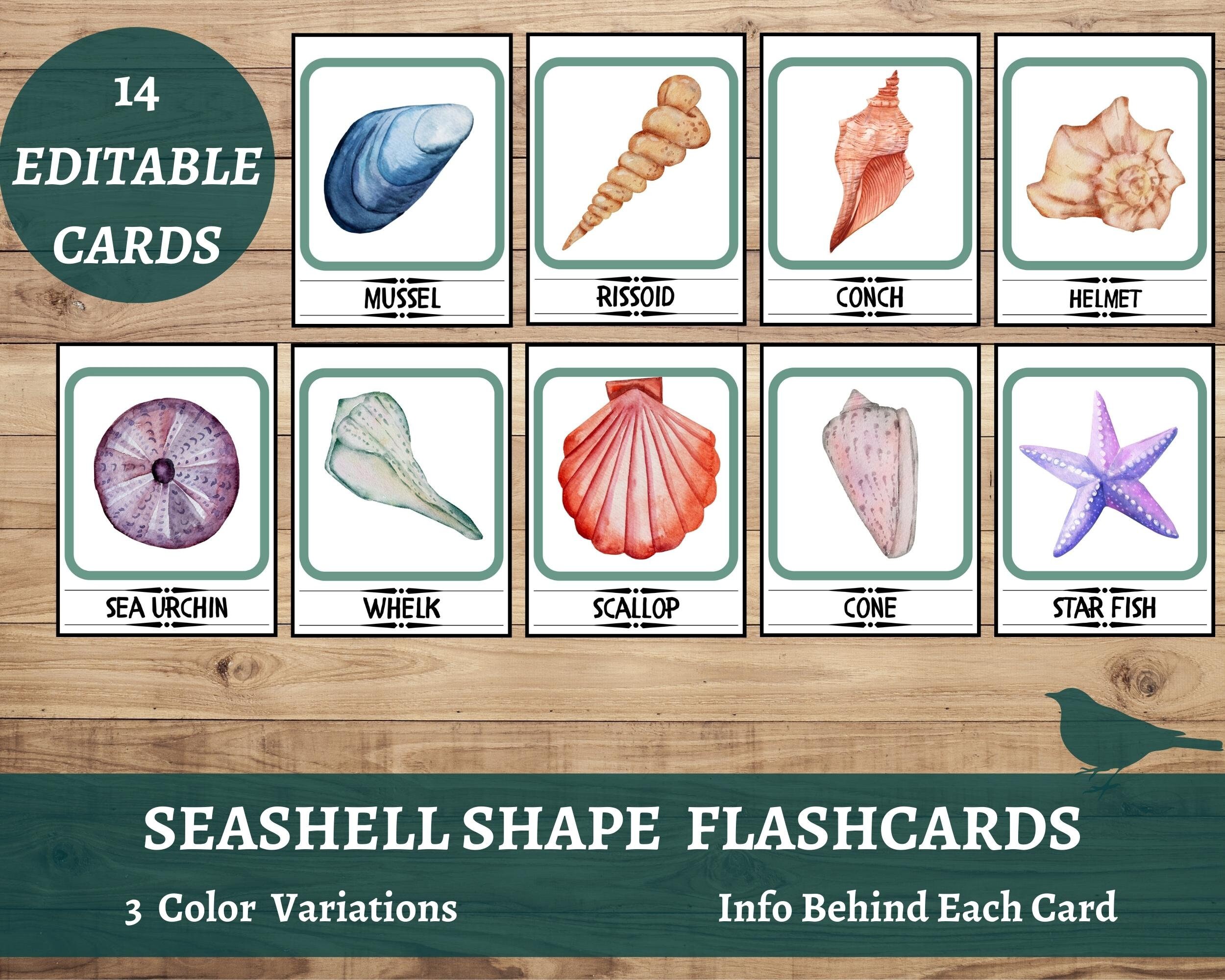 Watercolor Seashell Cards, Classroom Decor, Communication Flash Cards ...
