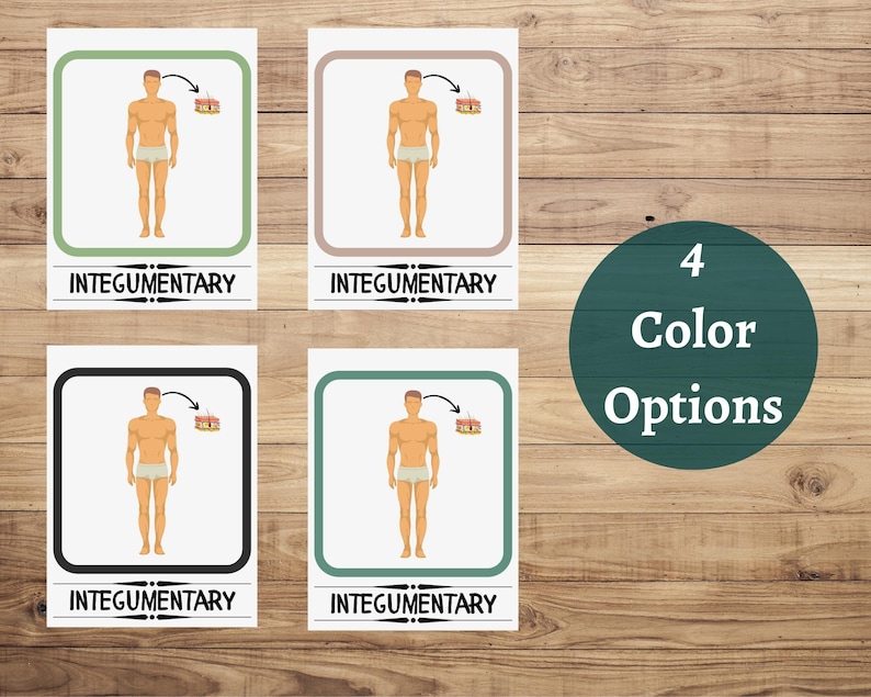 Human Body Systems Flash Cards, Human Anatomy Cards, Biology Science ...