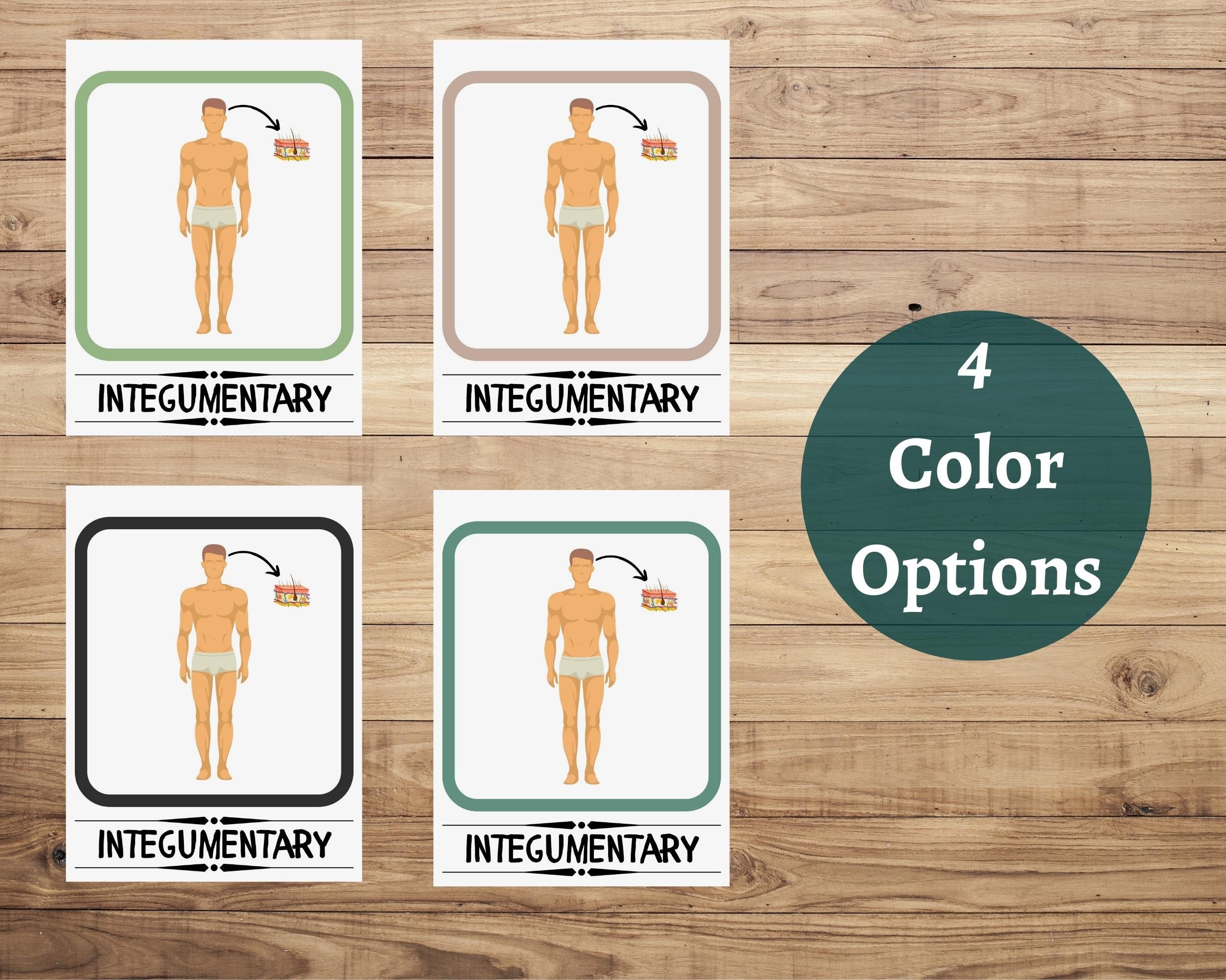 Human Body Systems Flash Cards, Human Anatomy Cards, Biology Science ...