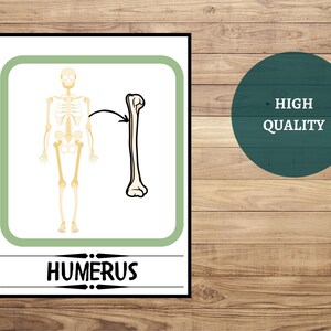 Skeleton Flash Cards, Anatomy Unit Study, Human Body Cards, Biology ...