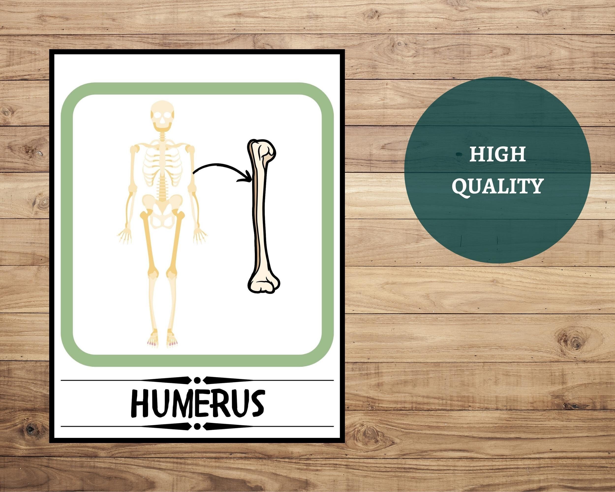 Skeleton Flash Cards, Anatomy Unit Study, Human Body Cards, Biology ...