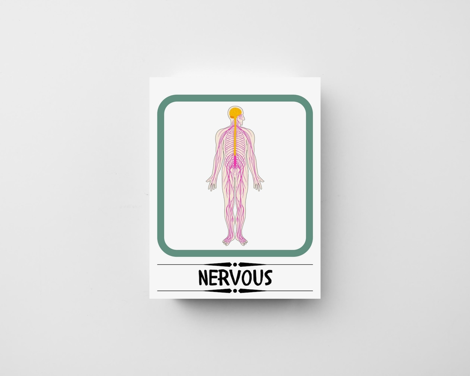 Human Body Systems Flash Cards, Human Anatomy Cards, Biology Science ...