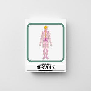 Human Body Systems Flash Cards, Human Anatomy Cards, Biology Science ...