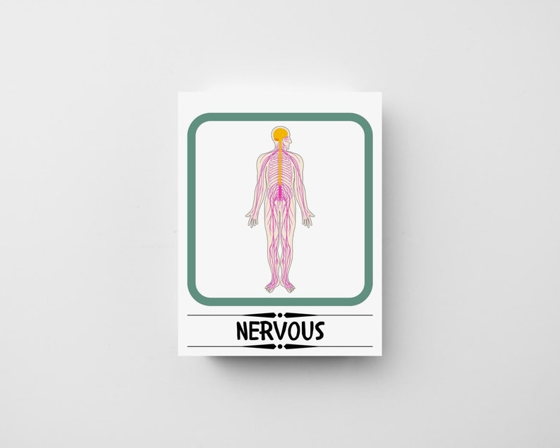 Human Body Systems Flash Cards, Human Anatomy Cards, Biology Science ...