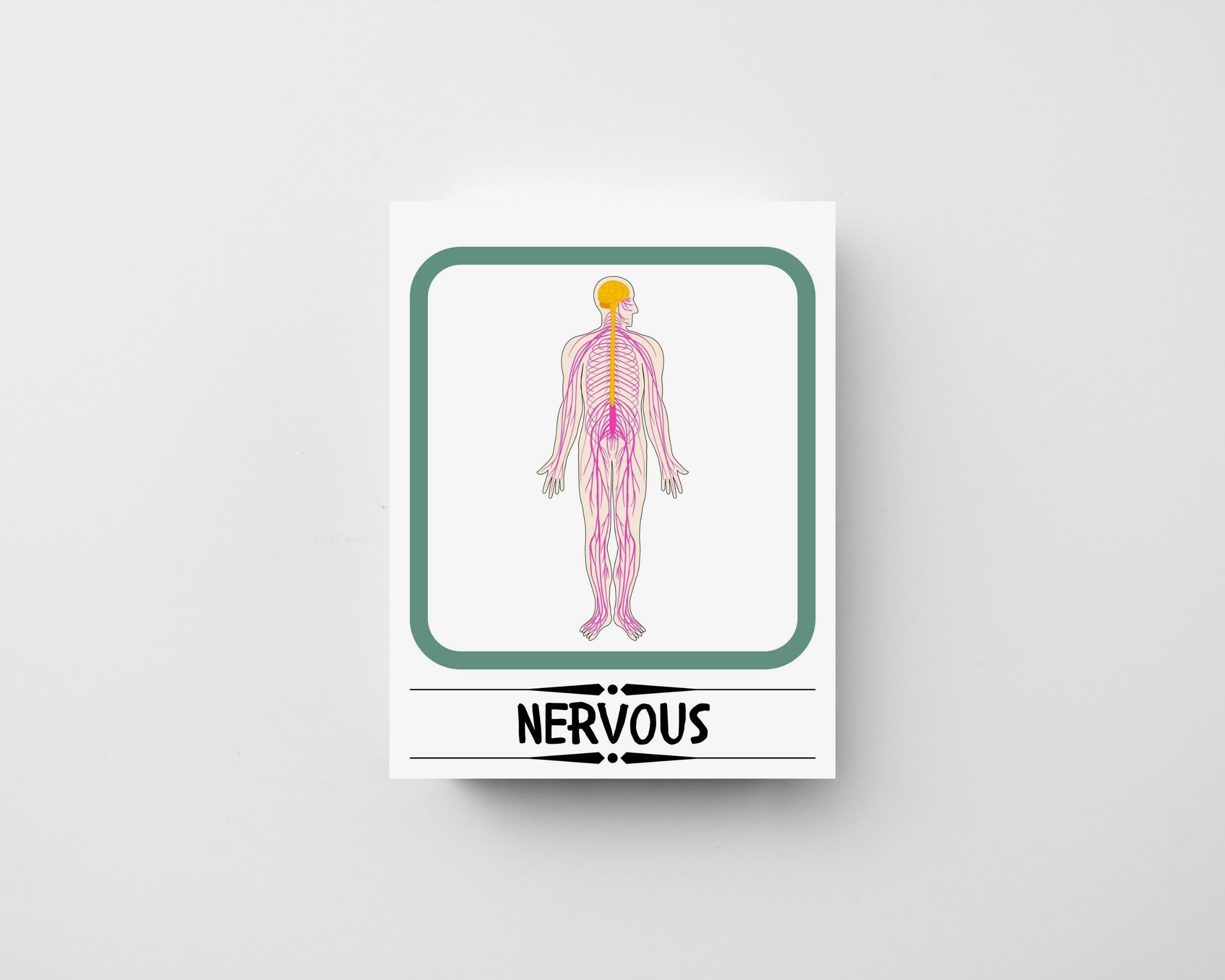 Human Body Systems Flash Cards, Human Anatomy Cards, Biology Science ...