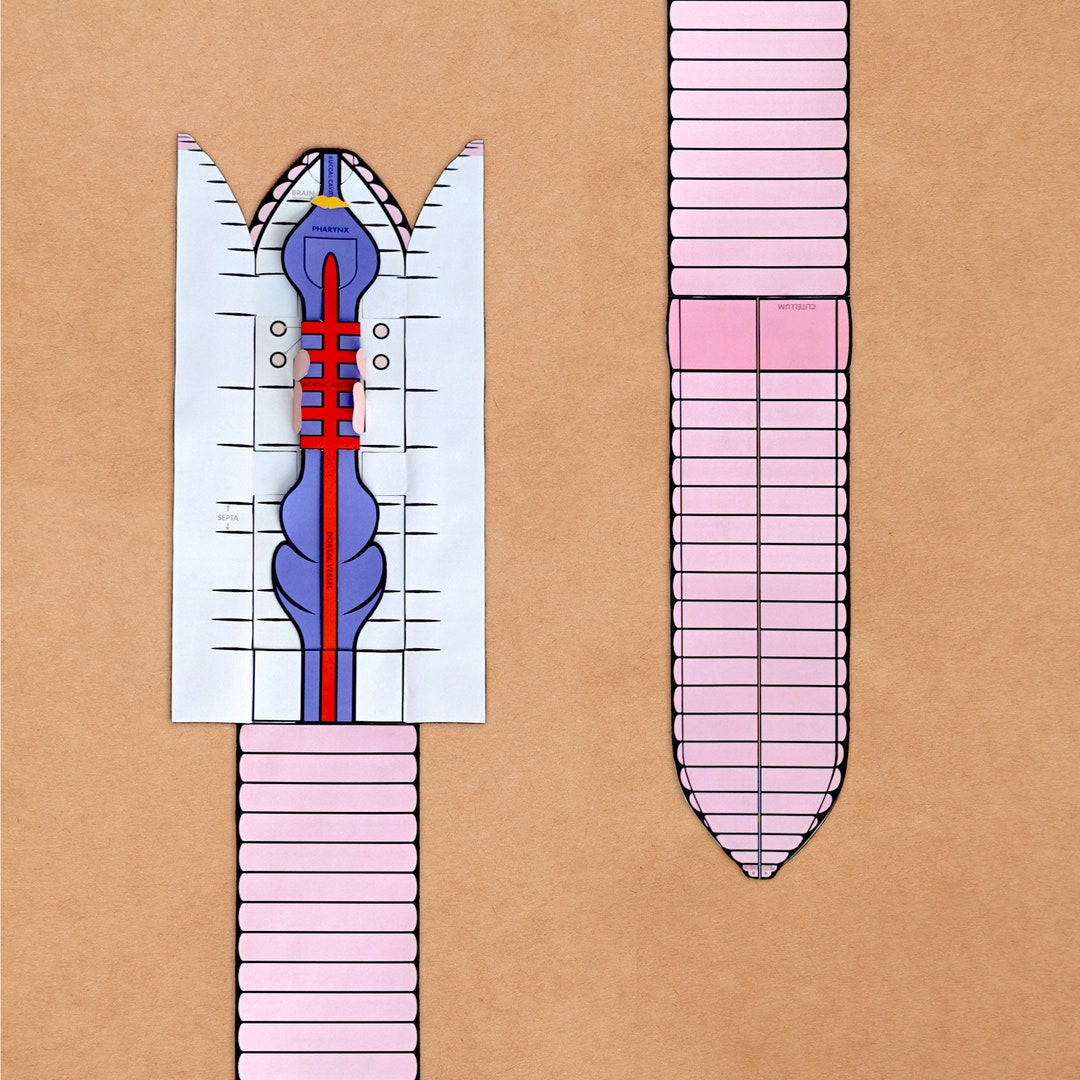 BIG Worm Model + Dissection (with Earthworm Anatomy Diagrams ...