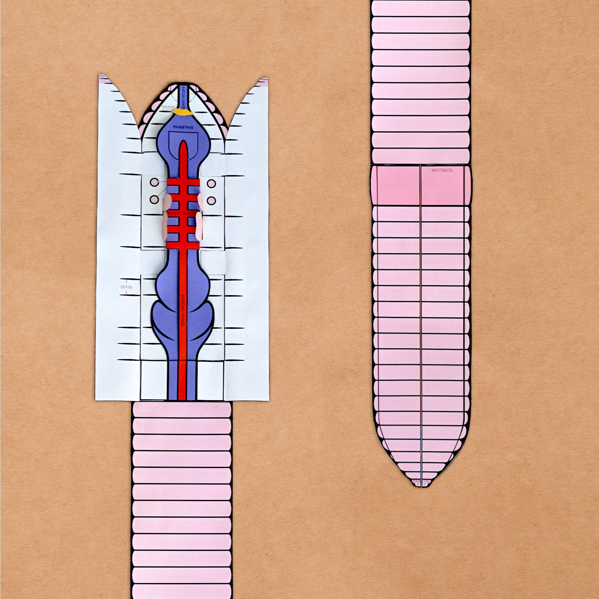 BIG Worm Model + Dissection (with Earthworm Anatomy Diagrams ...