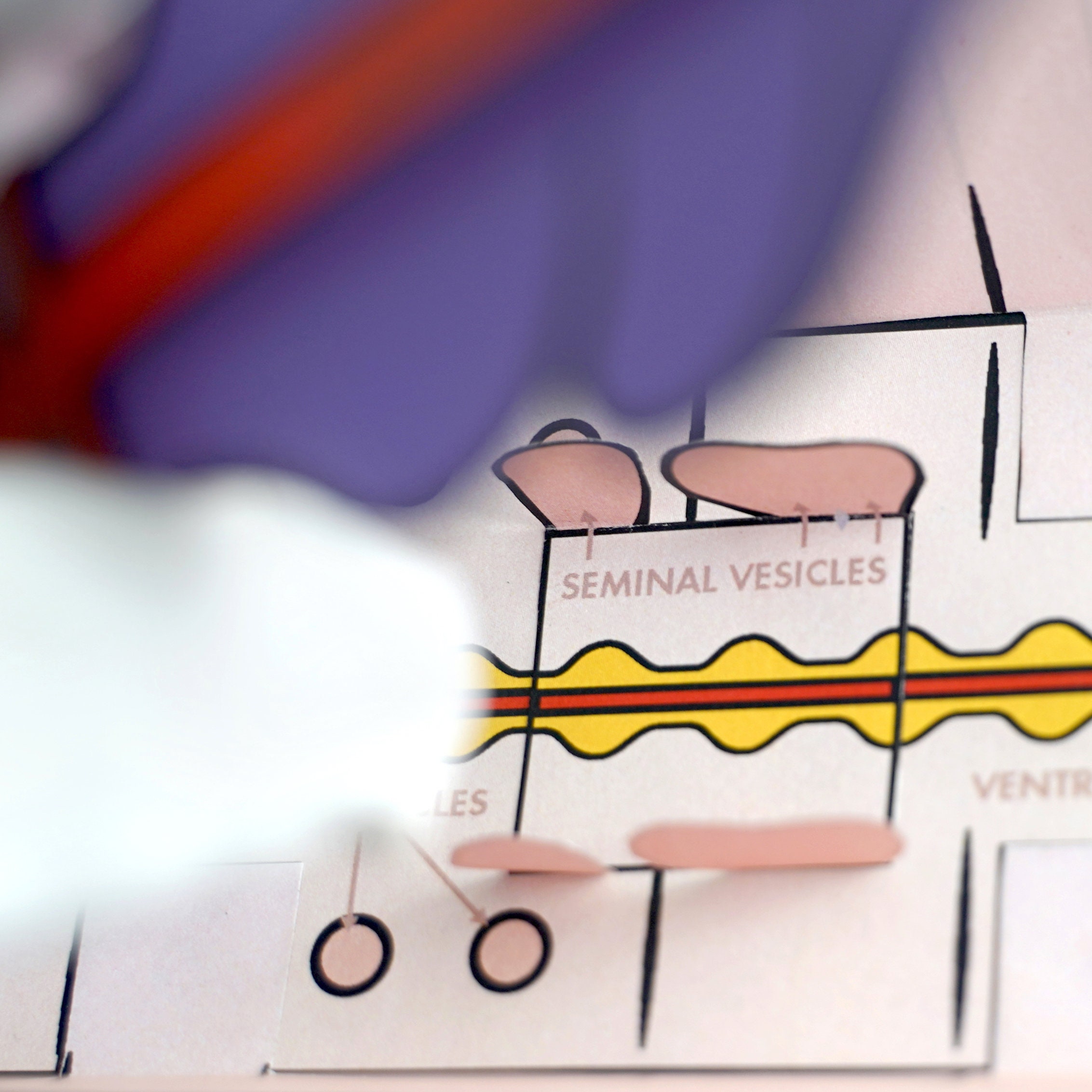 BIG Worm Model + Dissection (with Earthworm Anatomy Diagrams ...