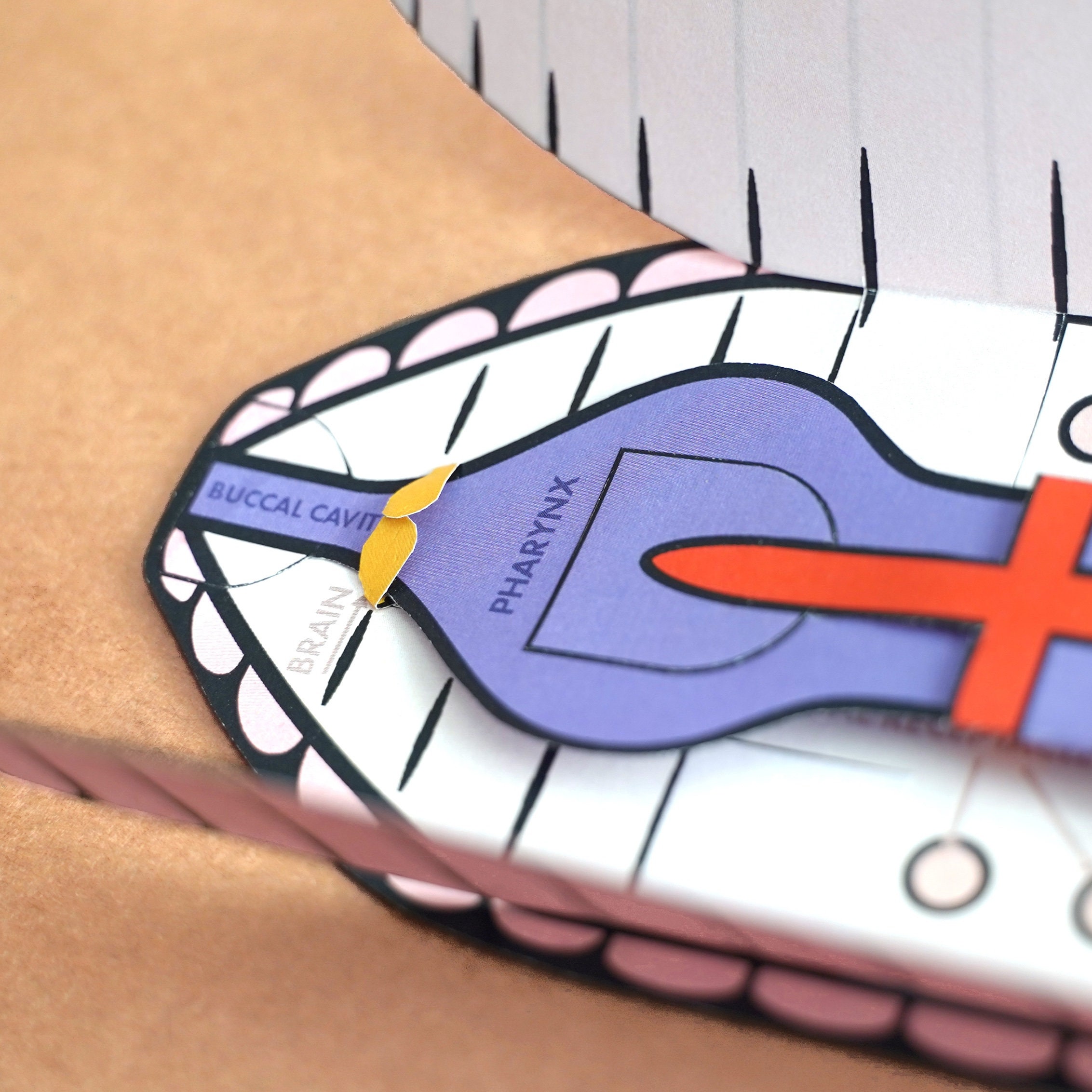 BIG Worm Model + Dissection (with Earthworm Anatomy Diagrams ...