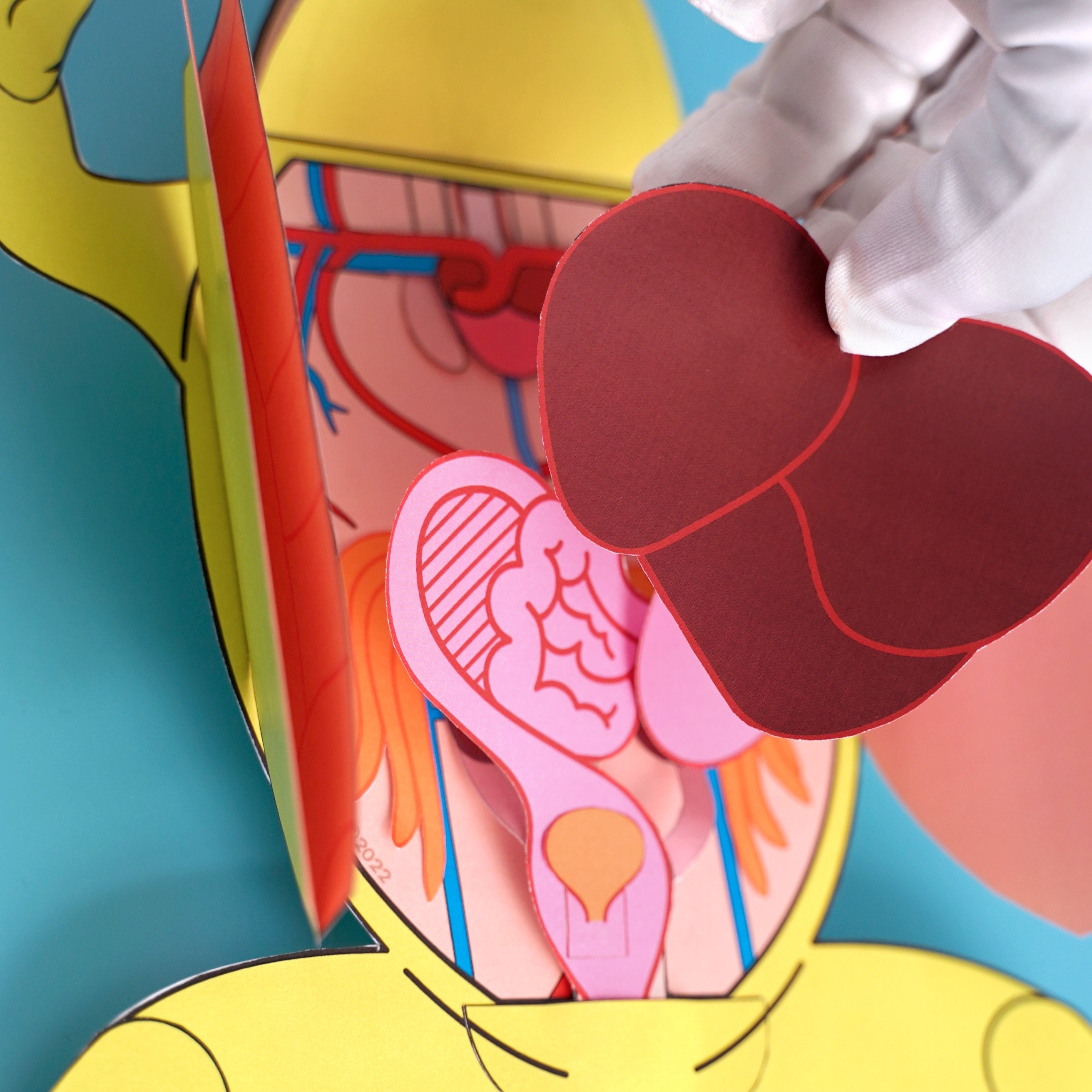 BIG Frog Model + Dissection (3D Pop-up & Anatomy Vocabulary) - Etsy