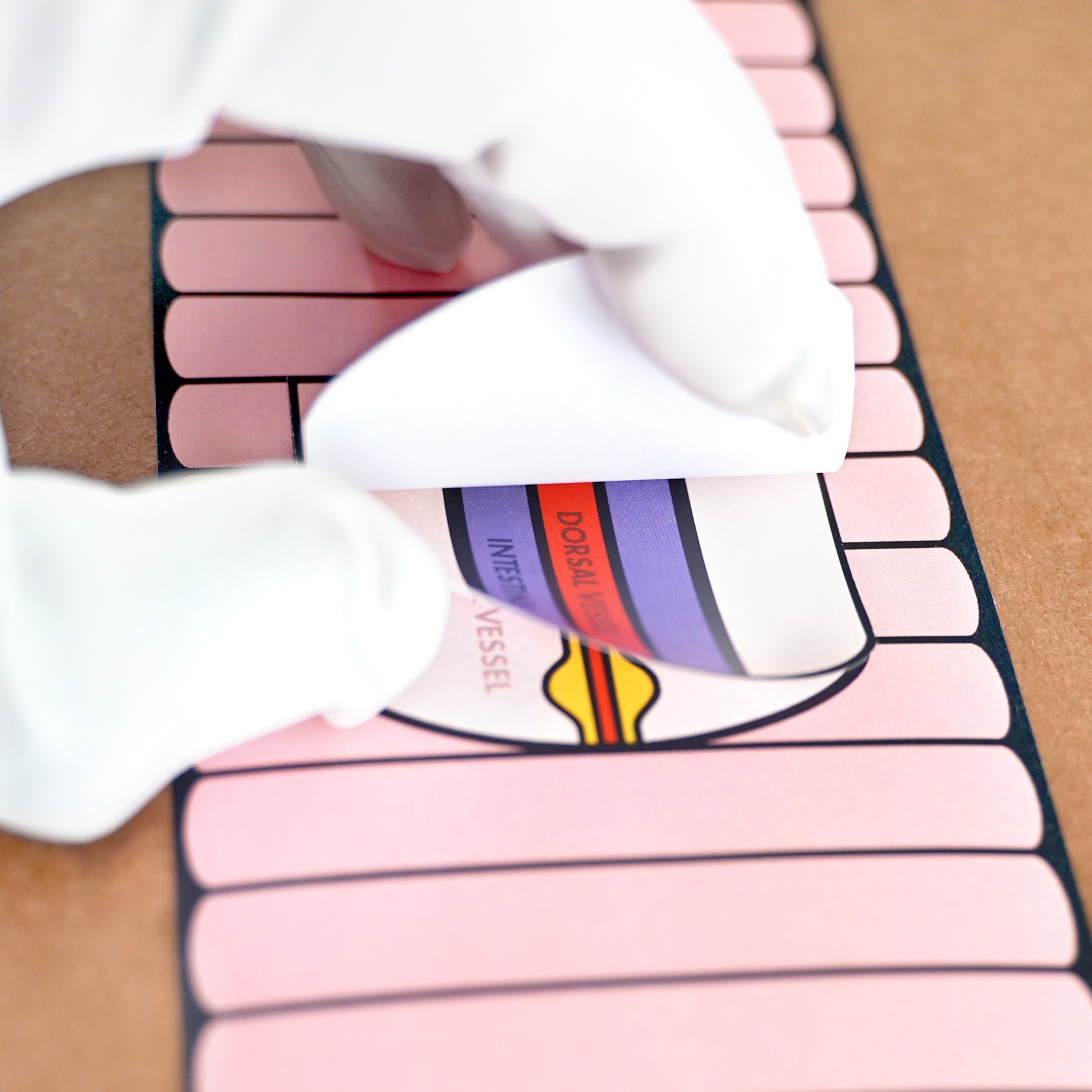 BIG Worm Model Dissection with Earthworm Anatomy Diagrams & Vocabulary ...