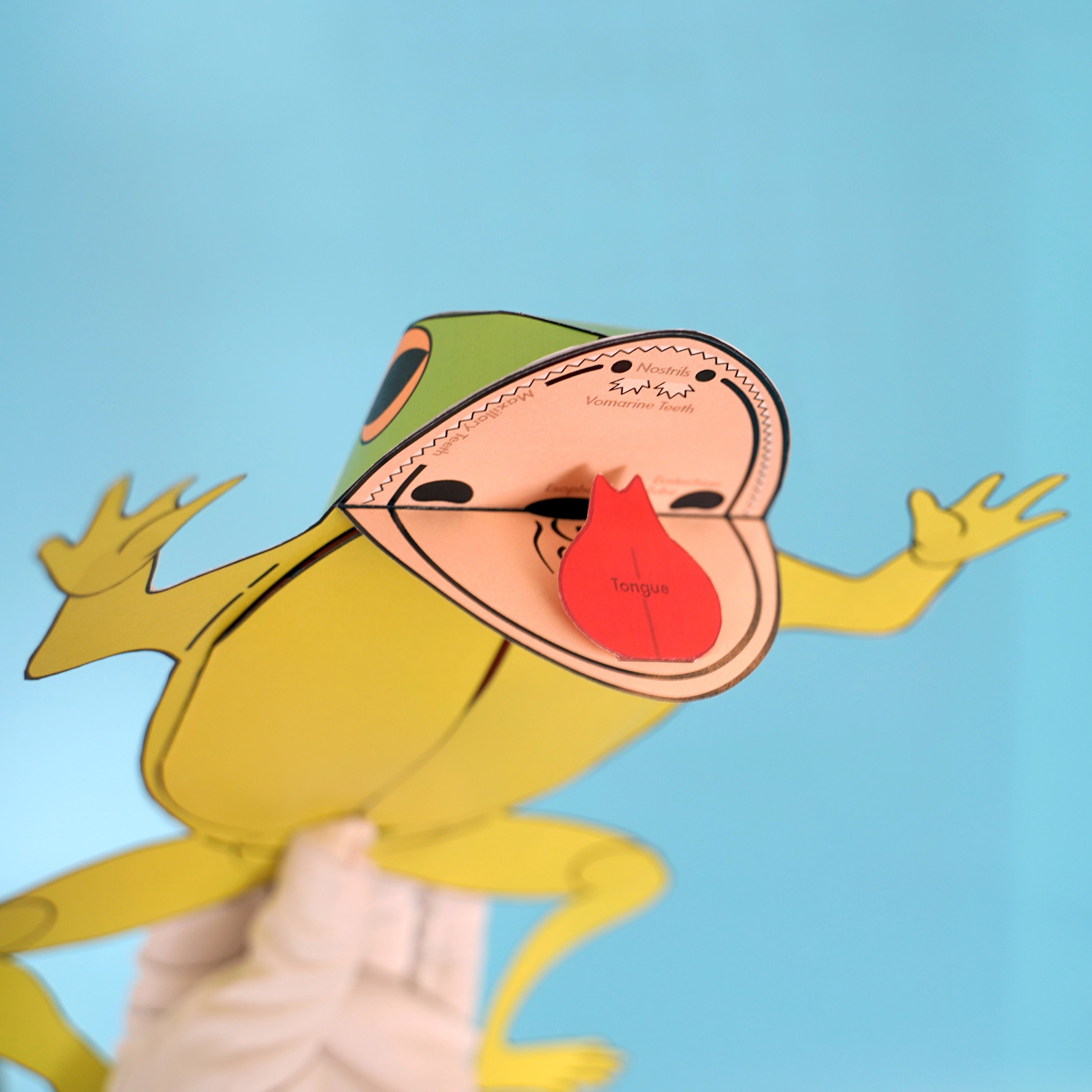 BIG Frog Model + Dissection (3D Pop-up & Anatomy Vocabulary) - Etsy