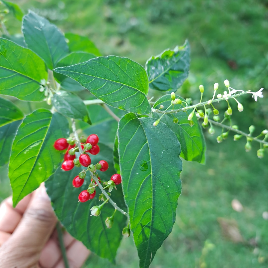 Dog Blood/fertility Bush Rivina Humulis powder - Etsy