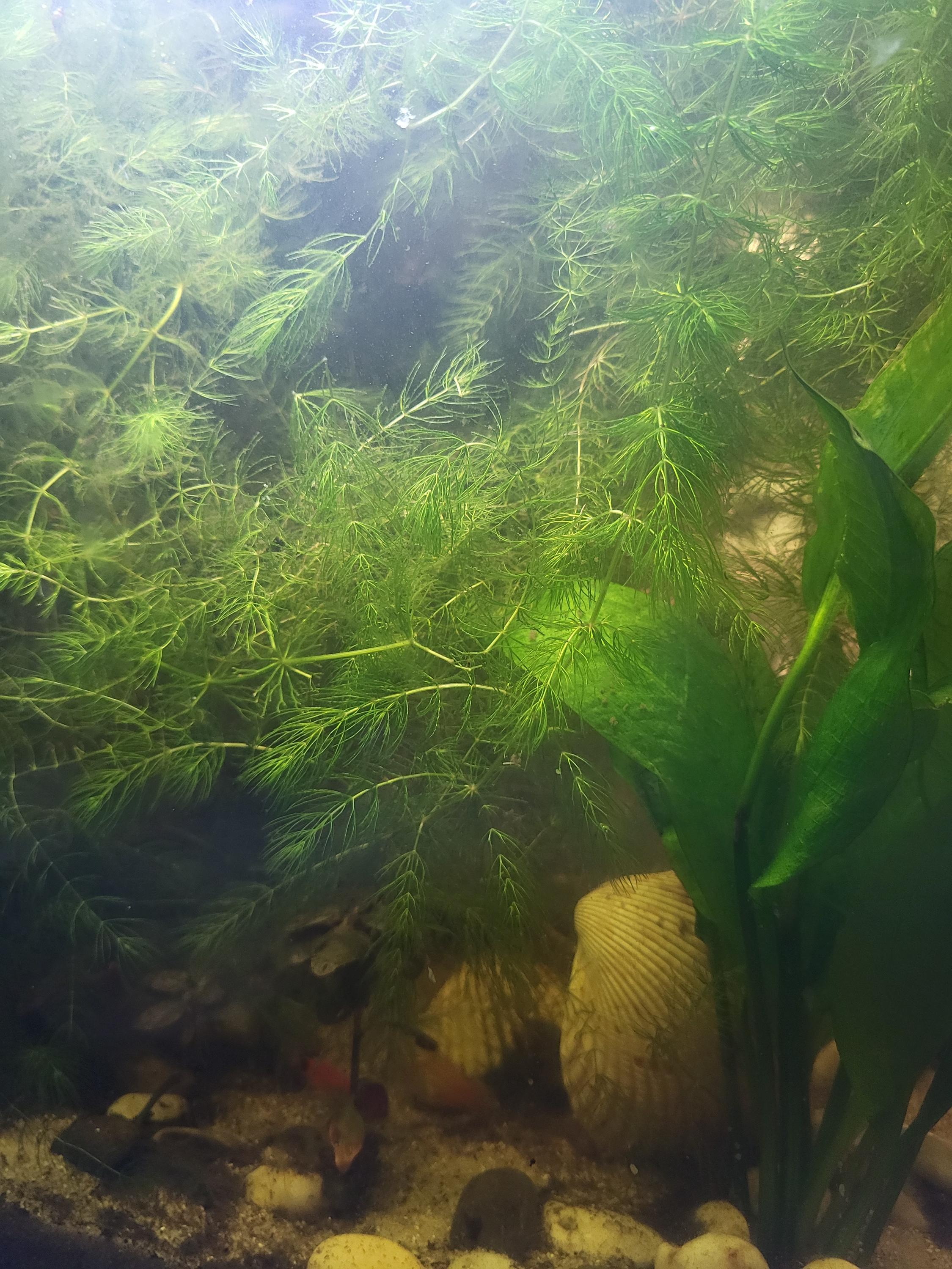 Live Aquarium Hornwort Coontail Plants - Etsy