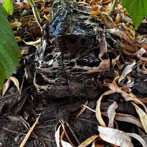 Awesome Jasper T-rex Skull, With the Coolest Patterns - Etsy
