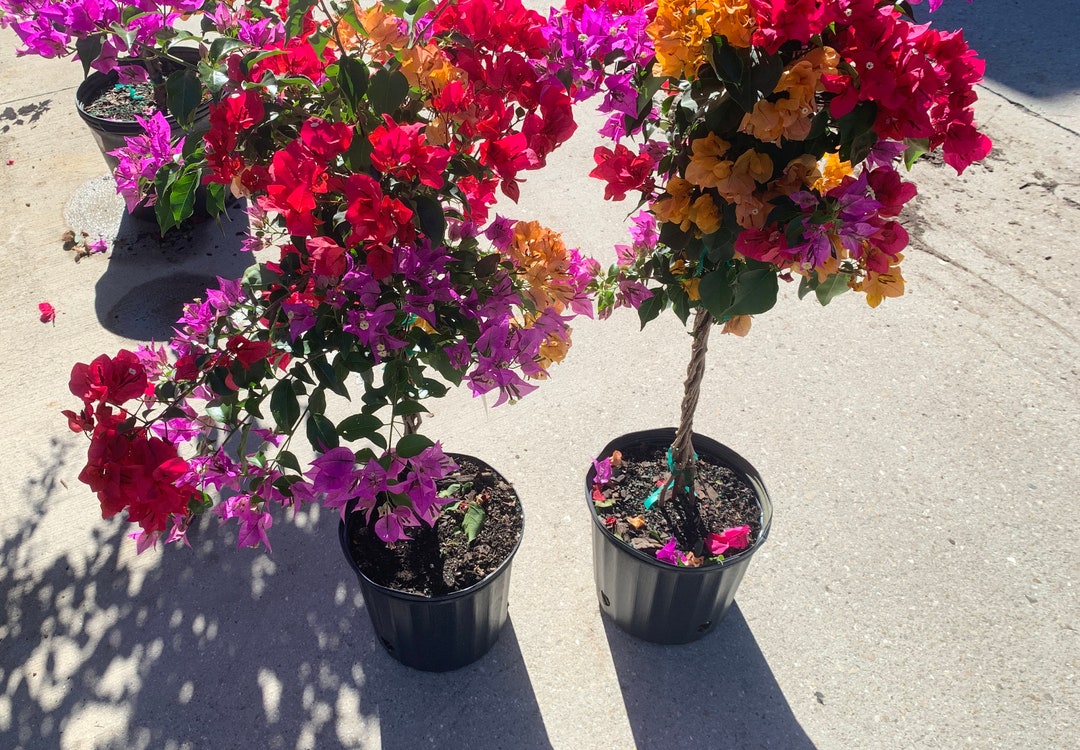 Bougainvillea Tree Braided Trunk Multicolor Roughly 24-36 - Etsy
