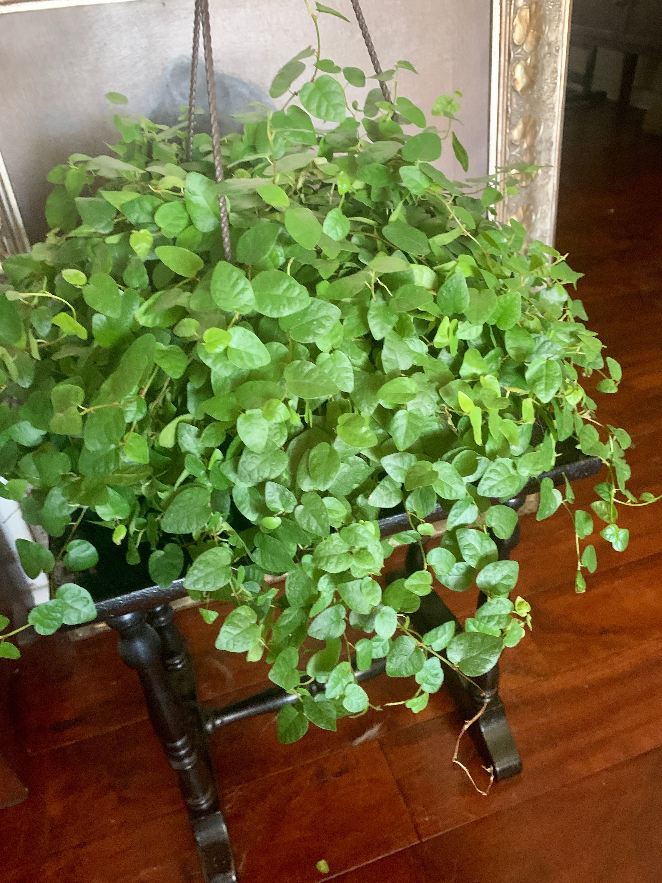 Creeping Fig Hanging Basket Ficus Pumila Organic Large - Etsy