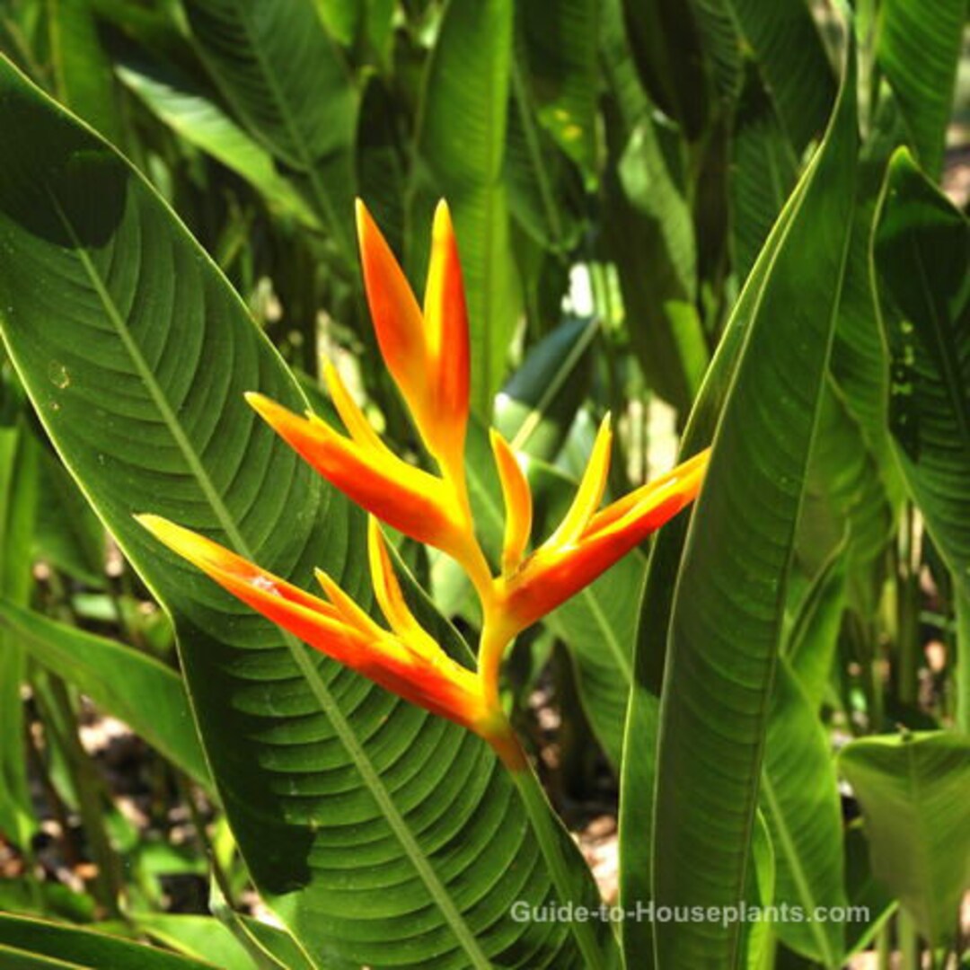 Heliconia- Parrot Flower -lobster Claw- 6 Inch Pot- Roughy 12-24 Inches ...