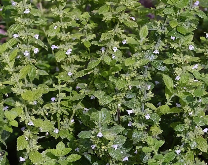 Organic Lemon Balm - 3inch Pot - 3-5 Months Old No Spray - Etsy