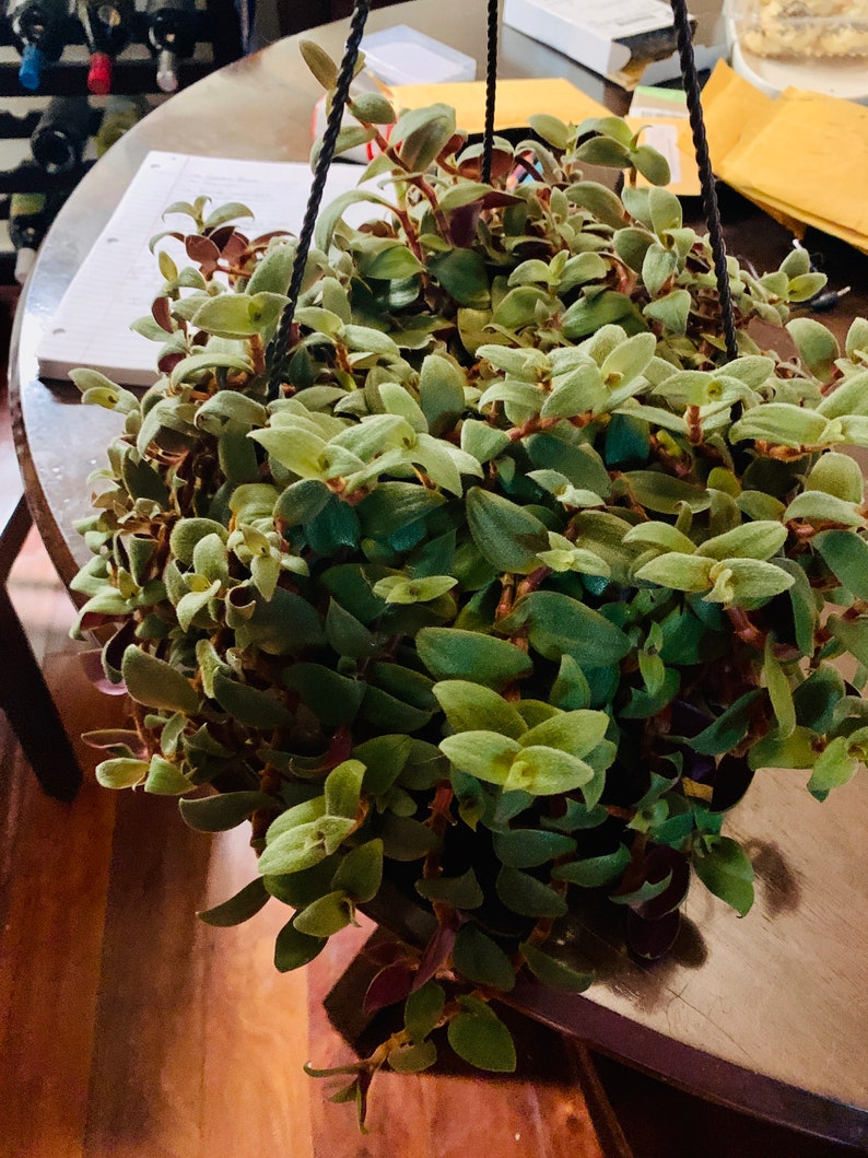 Teddy Bear Vine- Hanging Basket- 5 Inch - - Etsy