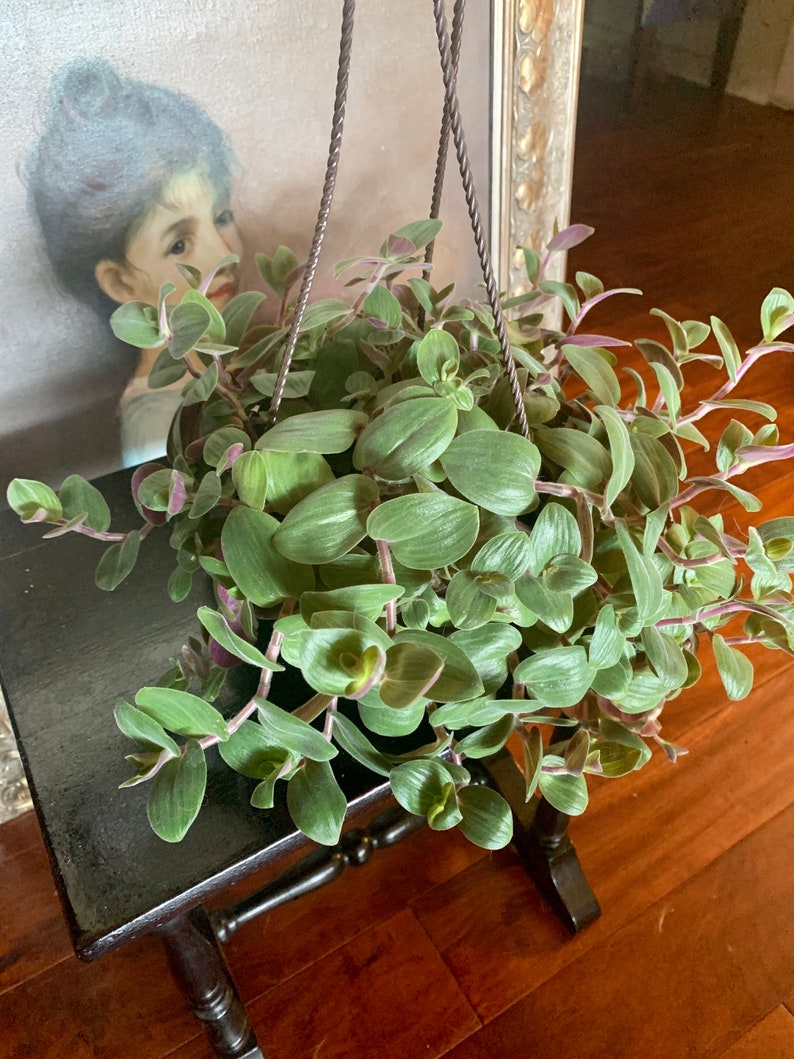 Organic Baby Bunny Bellies Hanging Basket -5 Inch - Etsy