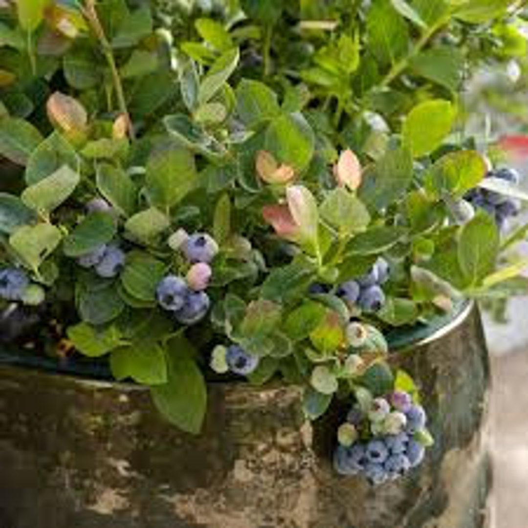 Organic Emerald Blueberry Bush- Ships Potless - 12-24 Inches in Height ...