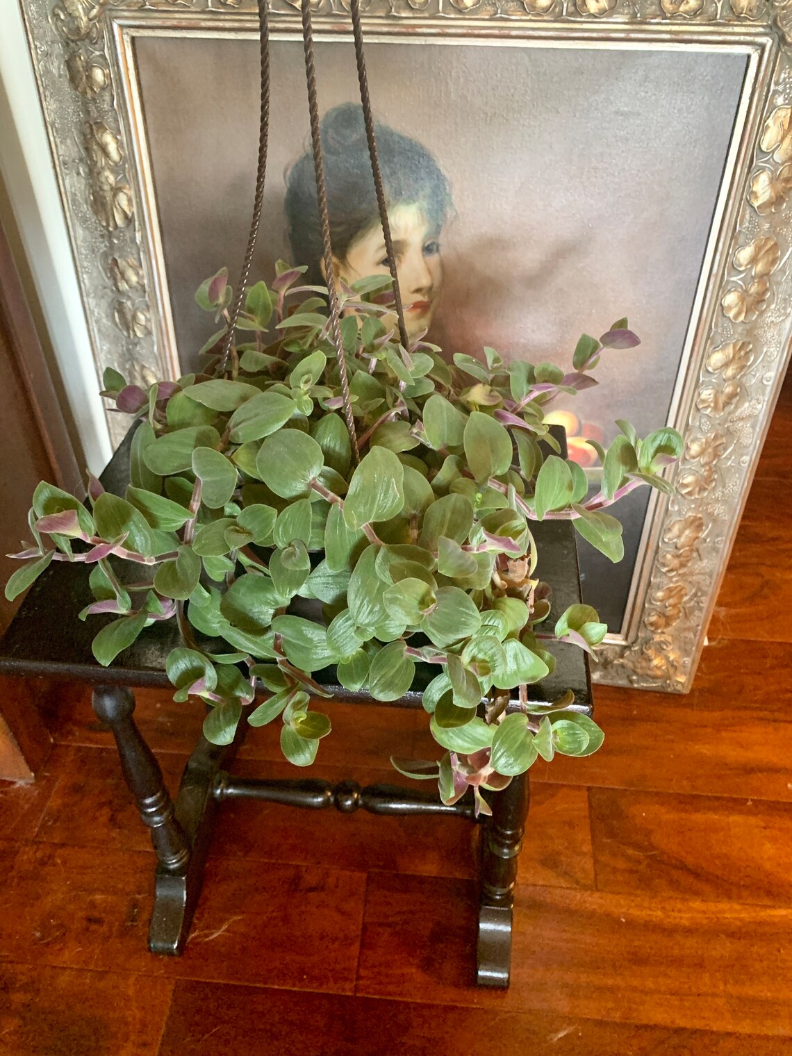 Organic Baby Bunny Bellies Hanging Basket 5 Inch - Etsy