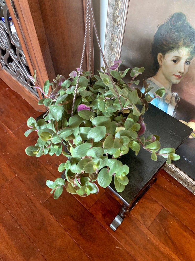 Organic Baby Bunny Bellies Hanging Basket 5 Inch - Etsy