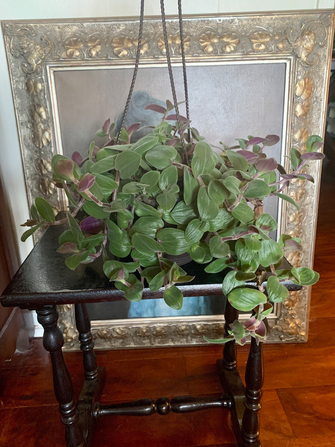 Organic Baby Bunny Bellies Hanging Basket 5 Inch - Etsy