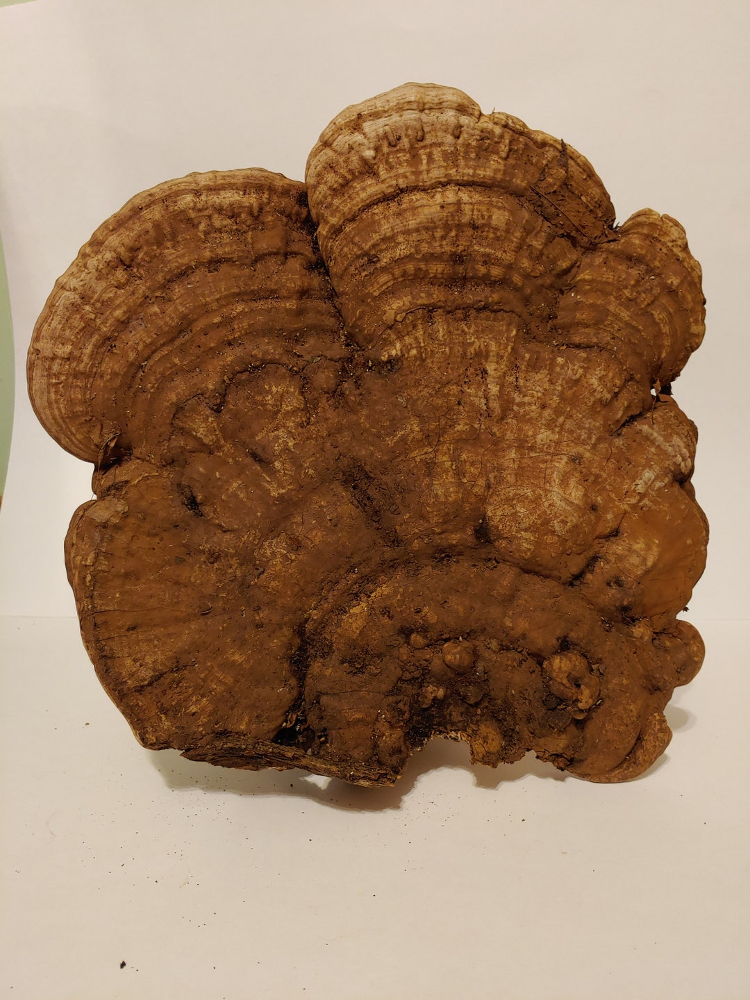 Big Artist Conk Canvas Tree Bracket Fungi Large Fungus. Nature Oddities ...