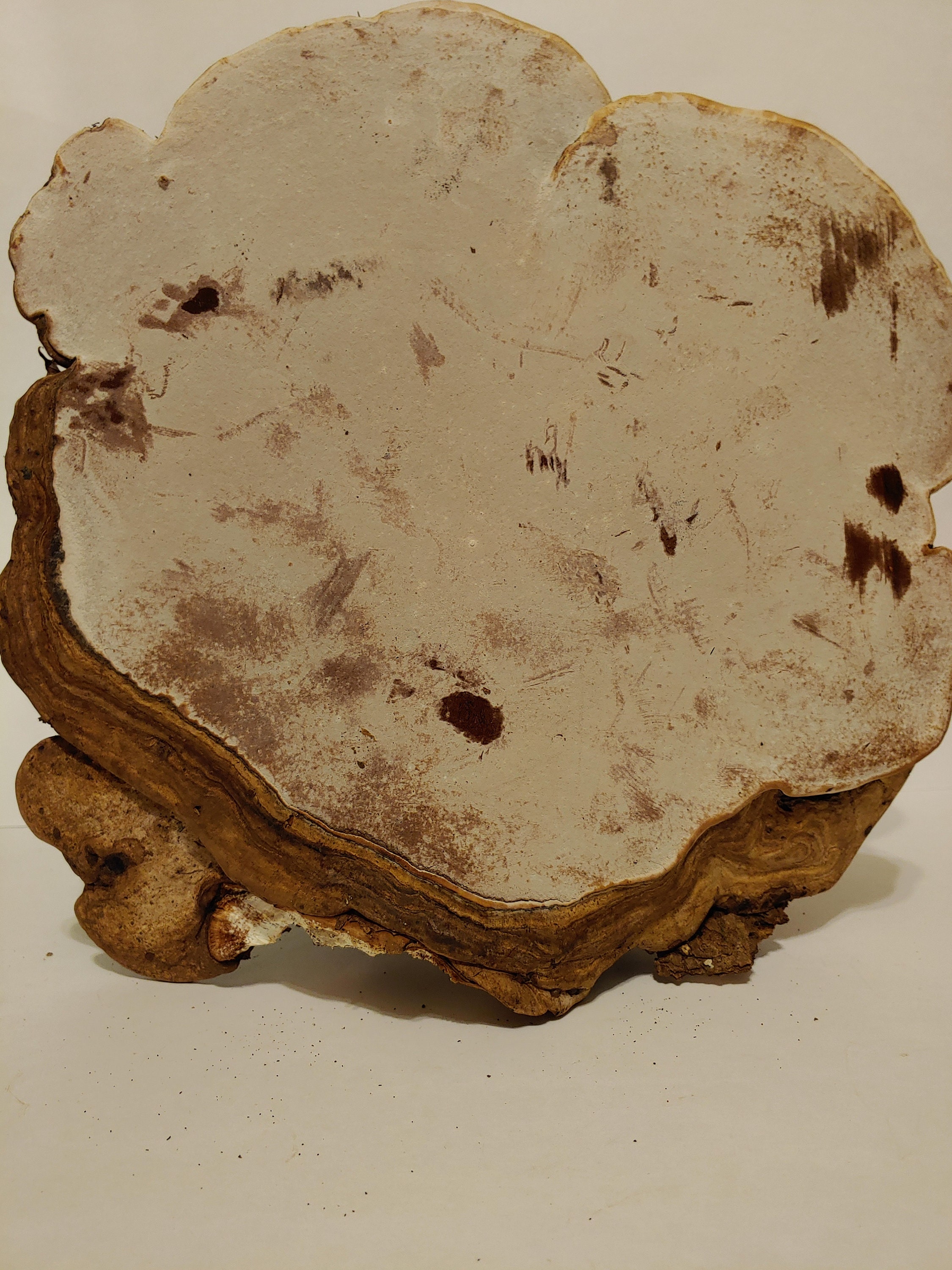 Big Artist Conk Canvas Tree Bracket Fungi Large Fungus. Nature Oddities ...