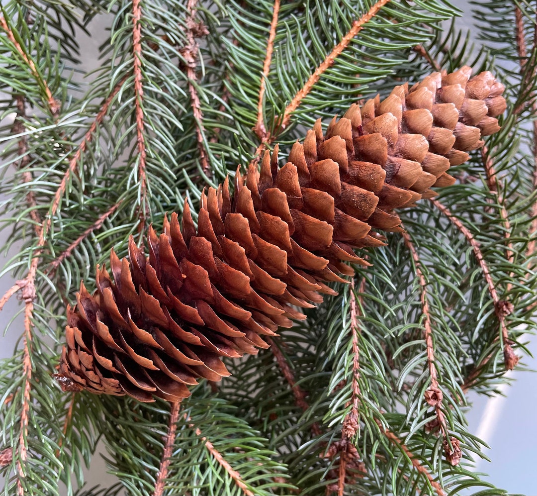 Pine Cones- Dried Norway Spruce Pine Cones for Crafting, Decor ...
