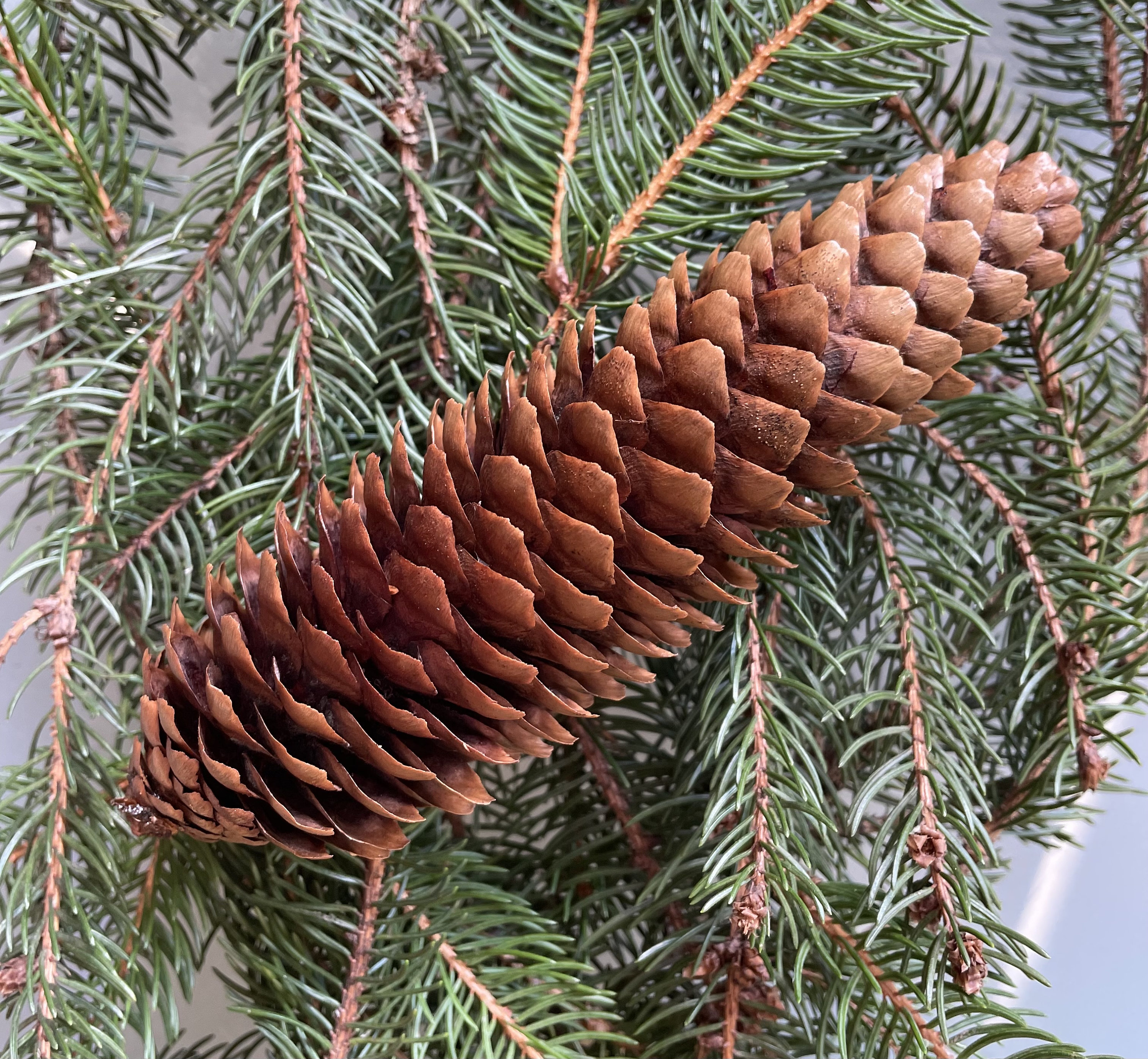 Spruce Cones
