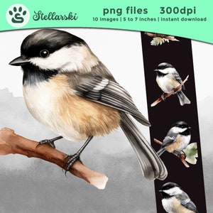 Chickadee PNG | Chickadee Clipart Set | Watercolor Chickadee | Birds ...